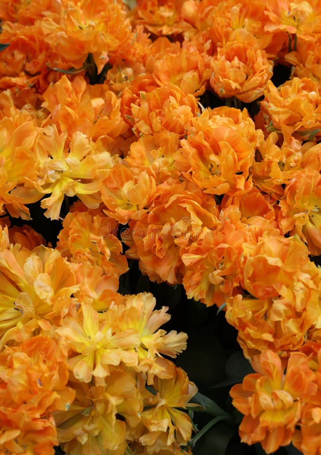 Orange Tulip Called Orca. Double Early Group Stock Photo - Image of ...
