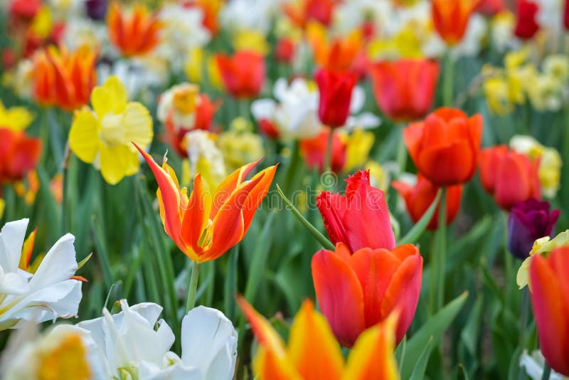Orange Tulip in a Field of Different Spring Flowers with Beautiful ...