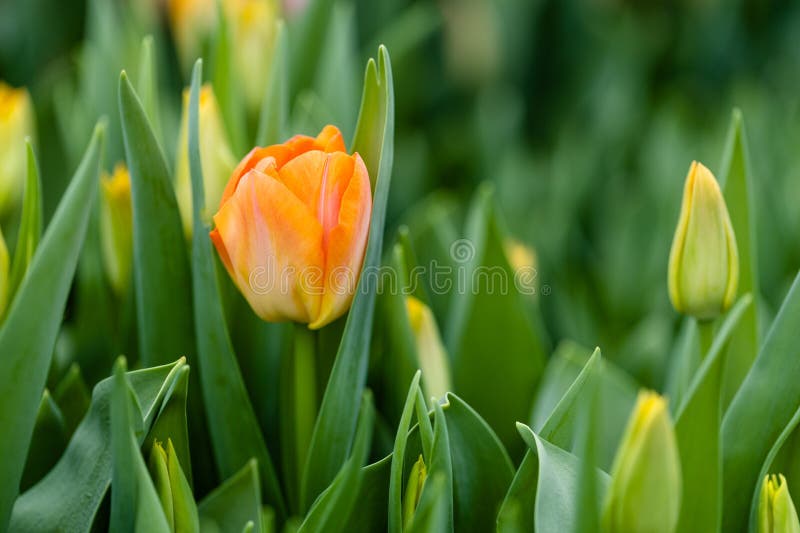 The First Tulip Has almost Bloomed. Bouquet of Tulip Buds. Stock Image ...