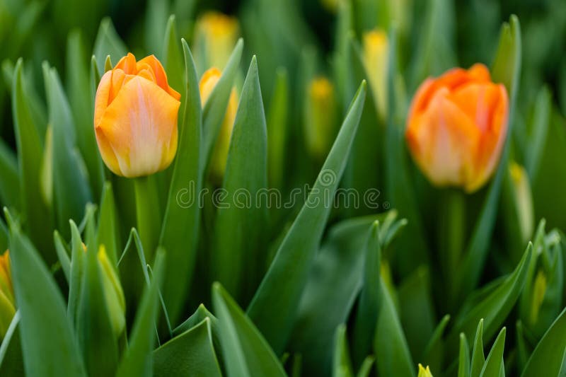 Tulip Background. Tulip Pattern. Green, Yellow, Orange, Tulip Painting ...