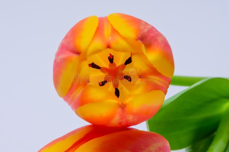 Orange tulip macro stock image. Image of april, dutch - 90380859