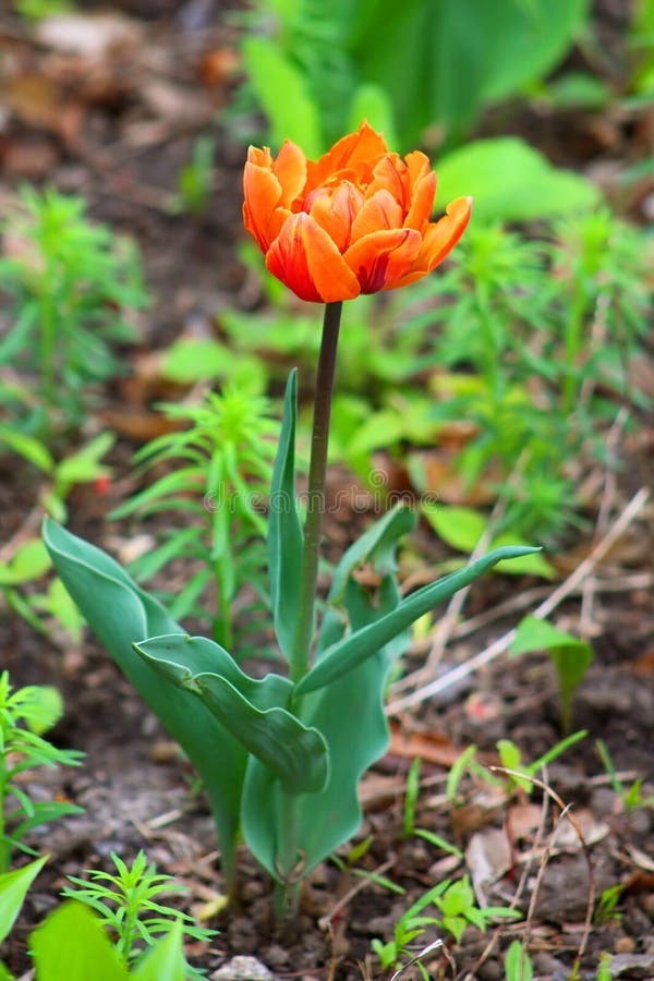 Orange Tulip in the Spring Garden Stock Photo - Image of landscape ...