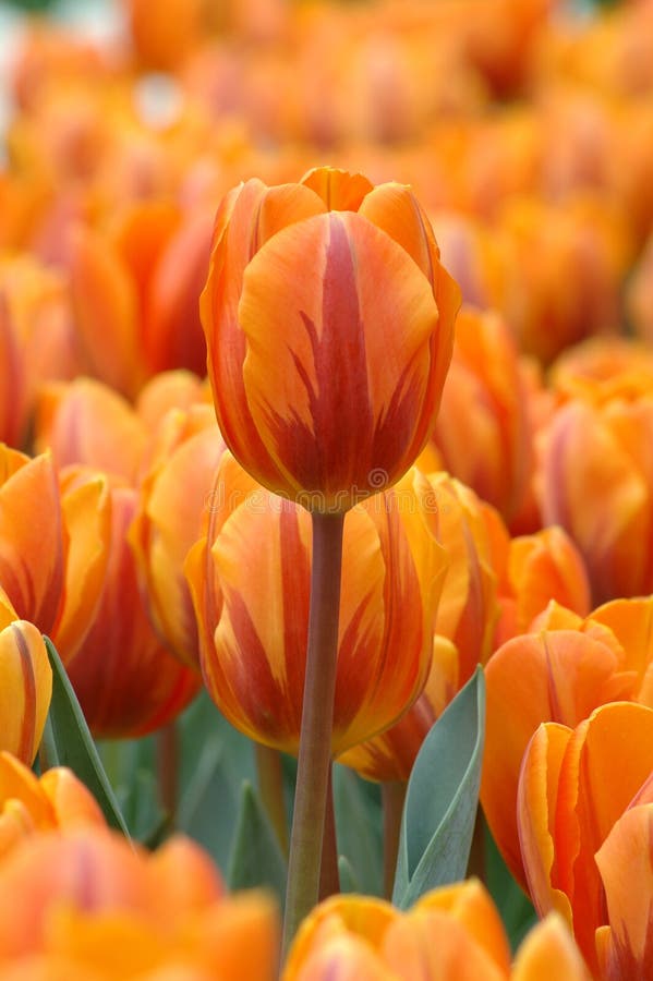 Orange tulip stand out stock photo. Image of nature, plant - 2169988