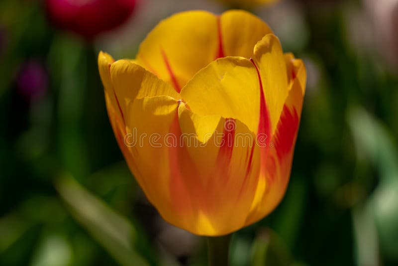 Red Tulip Stands Out Amidst White Tulips in a Field Stock Photo - Image ...