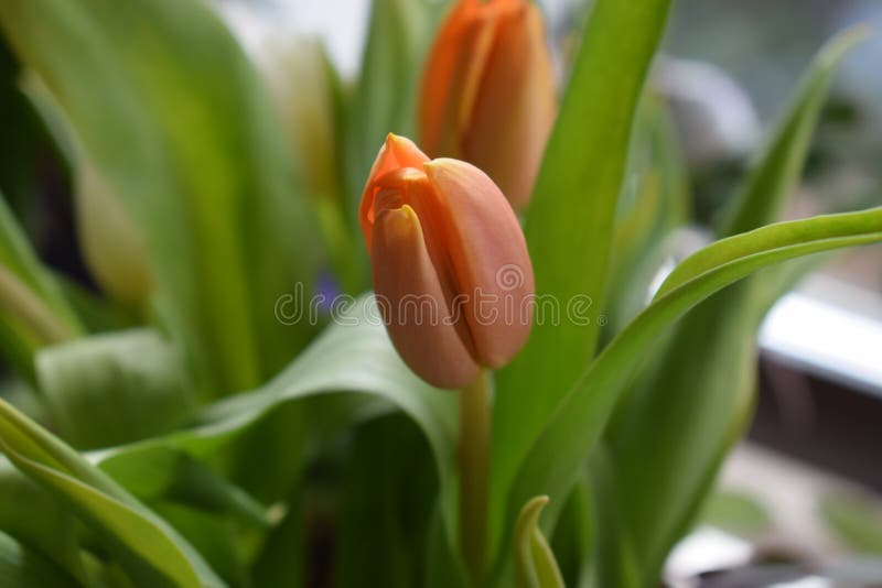 Orange Tulip Flower, Not Open yet Stock Image - Image of tulipa, plant ...