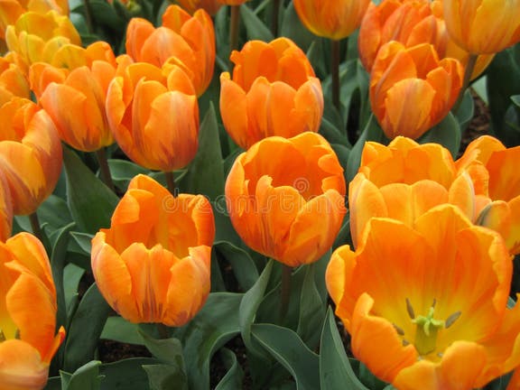 Orange tulips stock image. Image of seasons, clones, growing - 747675