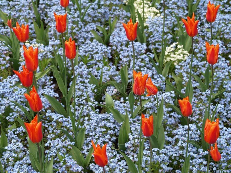 Orange Tulips with Blue Forget-me-not Flowers Stock Image - Image of ...