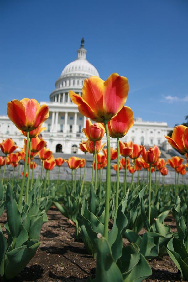 Orange Tulips in DC spring stock photo. Image of planter - 2343394