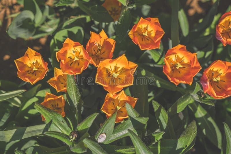 Orange Tulips in the Garden, Top View Stock Photo - Image of white ...