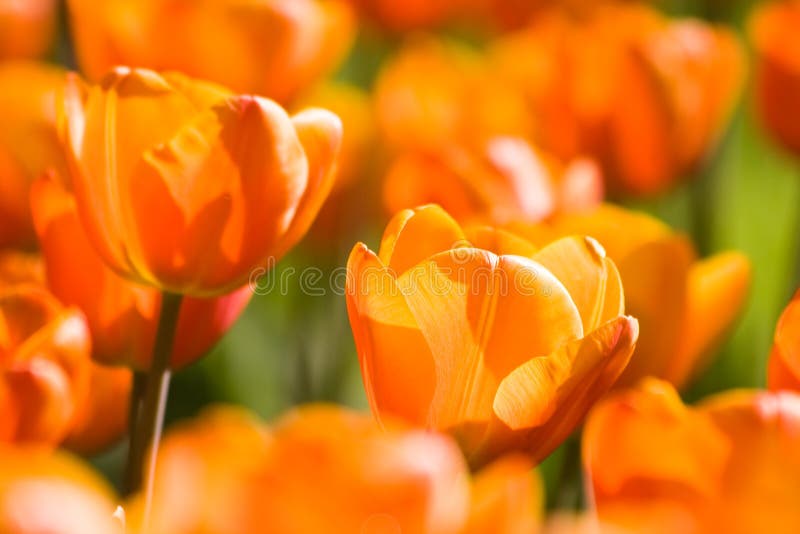 Orange tulips in spring stock photo. Image of green, bulb - 7424128