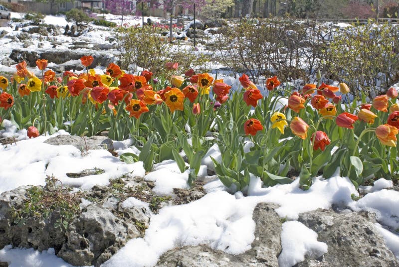 Orange Tulips in Spring Snow Stock Image - Image of tulips, orange: 8752669