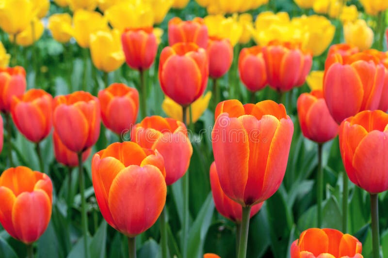 Orange Tulips with Yellow Border in the Spring Garden. Stock Image ...