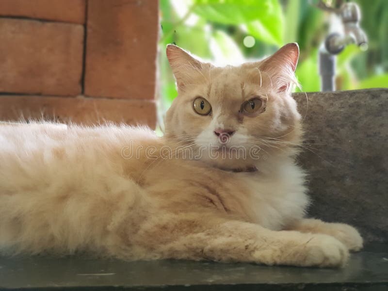 An Orange Turkish Angora Cat Stock Image - Image of angora, turkish ...