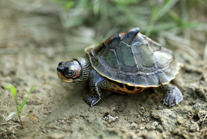 Ornate Box Turtle Inside His Shell Stock Image - Image of inside ...