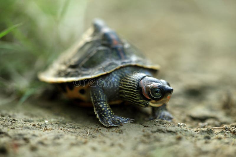Orange turtle stock photo. Image of slowly, shell, meadow - 15832586