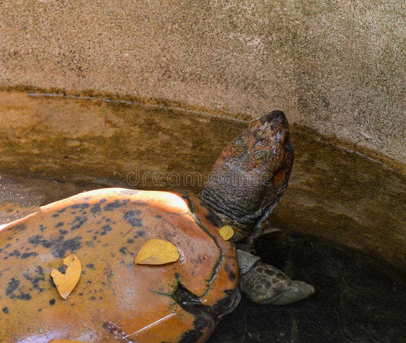Sea Turtle With Orange Shell Underwater Photo. Marine Green Sea Turtle ...