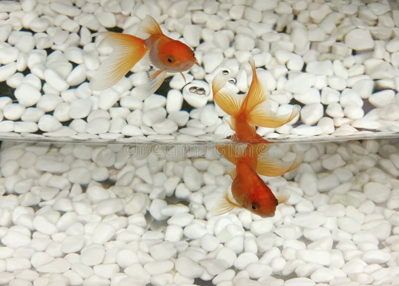 Orange two love fish stock image. Image of love, fish - 169313051