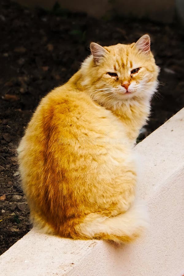 Upset Cat Stock Images - Download 597 Royalty Free Photos