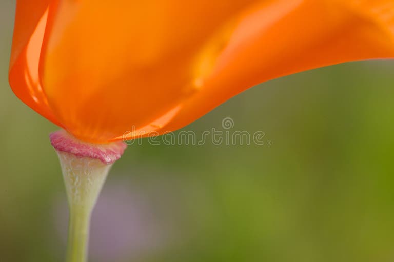 Orange Vallmo fotografering för bildbyråer. Bild av makro - 17470995