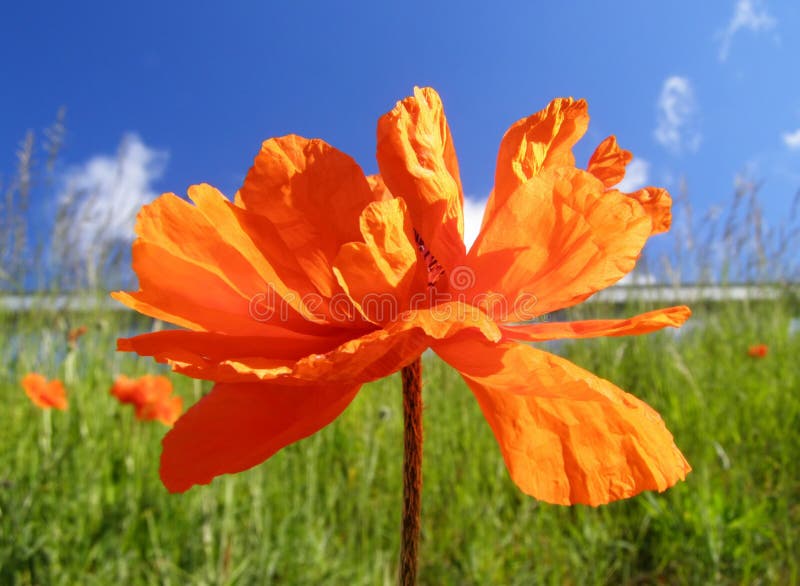 Orange vallmo fotografering för bildbyråer. Bild av orange - 52274373