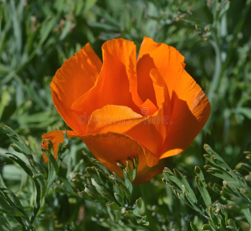 Pongsak Keawmanaprasert (Pongsak1) - Photos