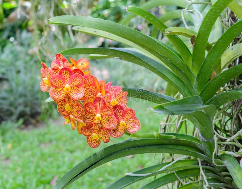 Orange Vanda Orchid Blossom Stock Image - Image of orchid, blossom ...