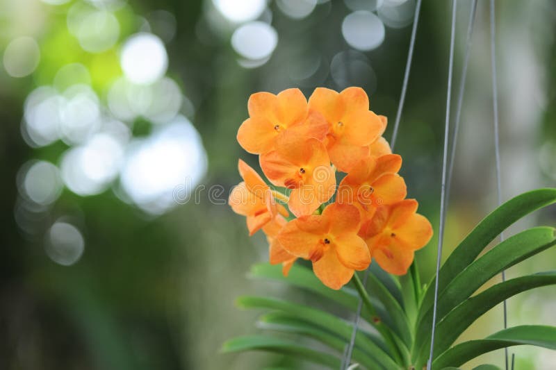 Orange Vanda Orchids in the Garden Stock Photo - Image of beautiful ...