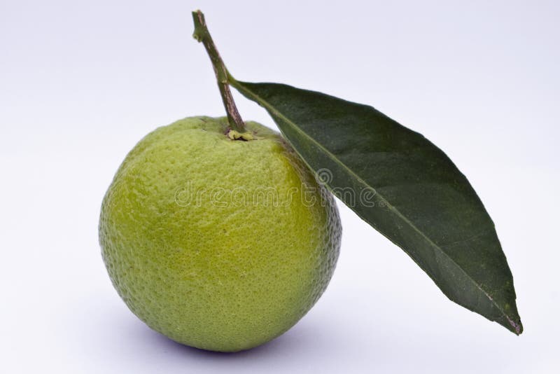 Agrume vert image stock. Image du immature, vert, jaune - 29254381
