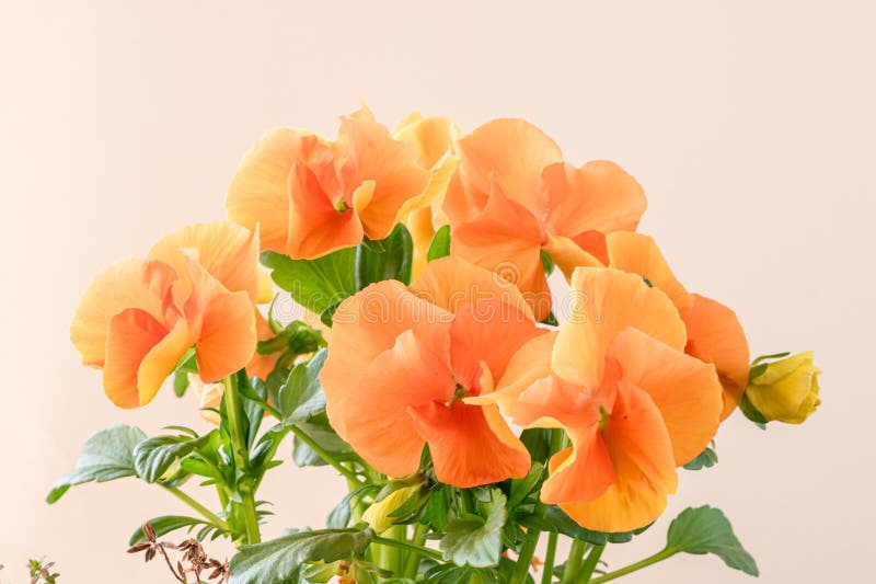 Orange Viola Flowers Isolated, Copy Space Stock Photo - Image of ...