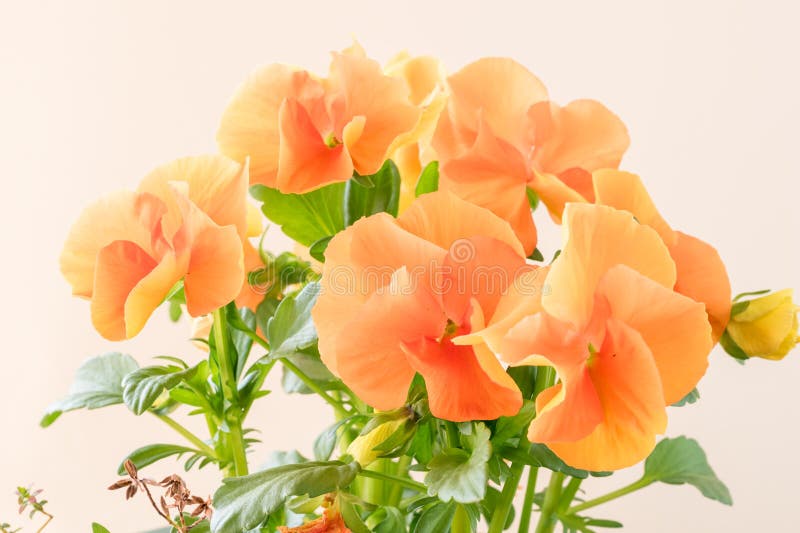 Orange Viola Flowers Isolated, Copy Space Stock Image - Image of spring ...