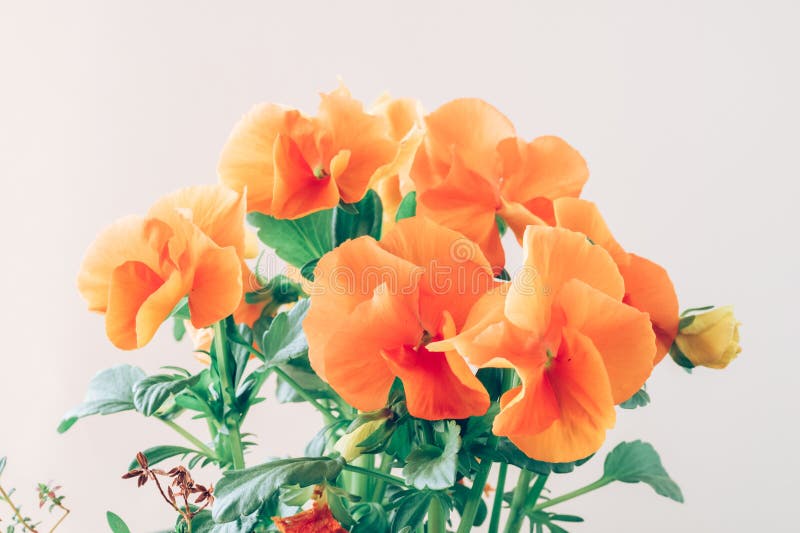 Orange Viola Flowers Isolated, Copy Space Stock Image - Image of spring ...