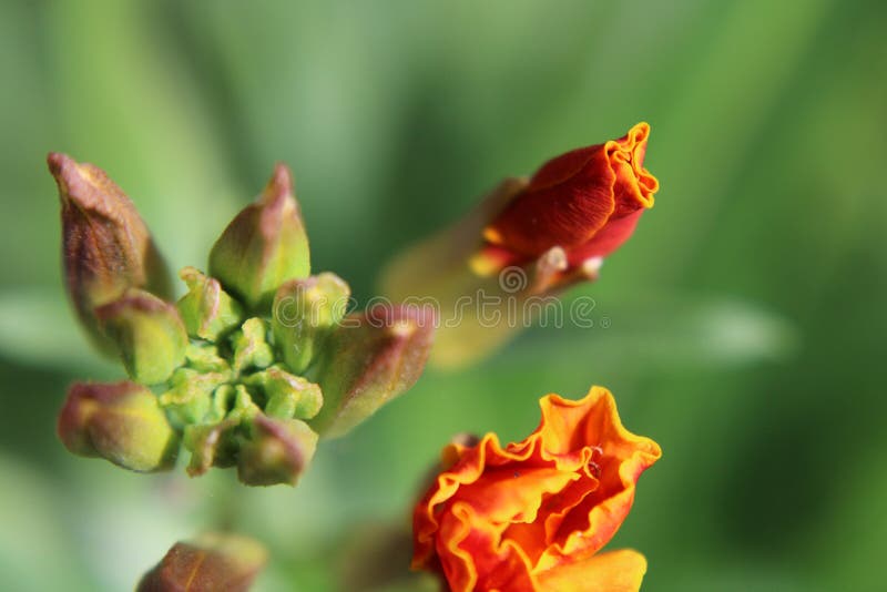 Orange wallflower in bloom stock photo. Image of flower - 220287462