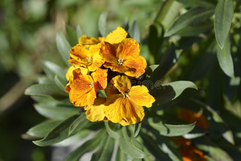 Orange Wallflower stock image. Image of plant, cheiri - 206659703