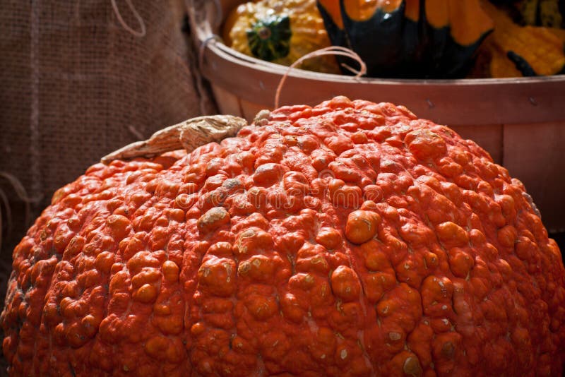 Orange, Warty Pumpkin stock photo. Image of display, thanksgiving ...