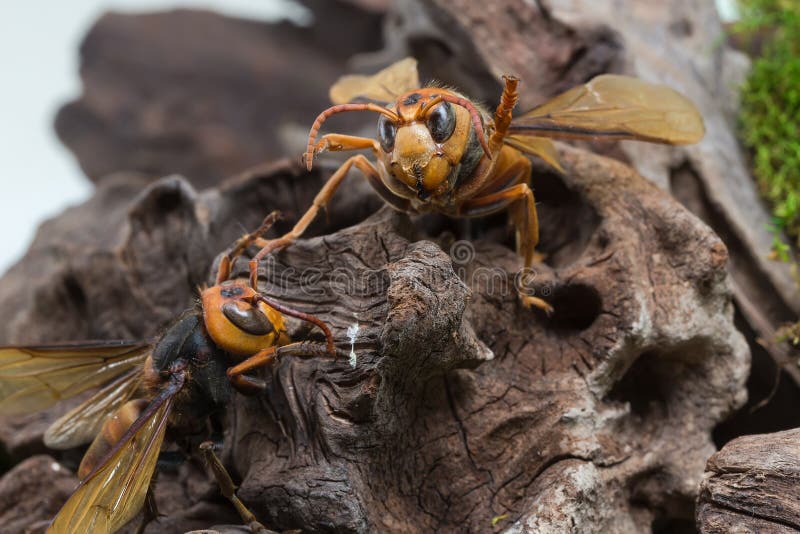 Orange Wasp, Insect stock photo. Image of background - 79770480