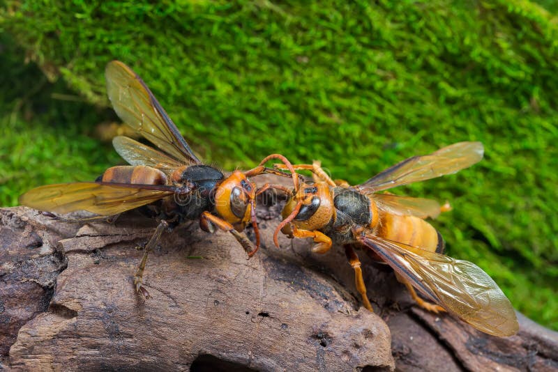 Orange Wasp, Insect stock photo. Image of background - 79770488