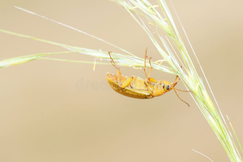 Orange weevil stock image. Image of macro, weevil, small - 54784267