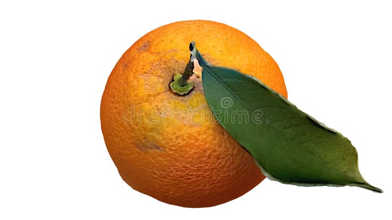 Orange with White Background Stock Image - Image of tasty, aperitif ...
