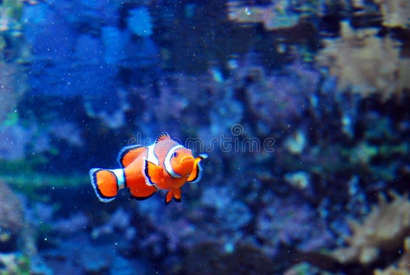 Orange Black And White Stripe Clown Fish Stock Image - Image of leisure ...