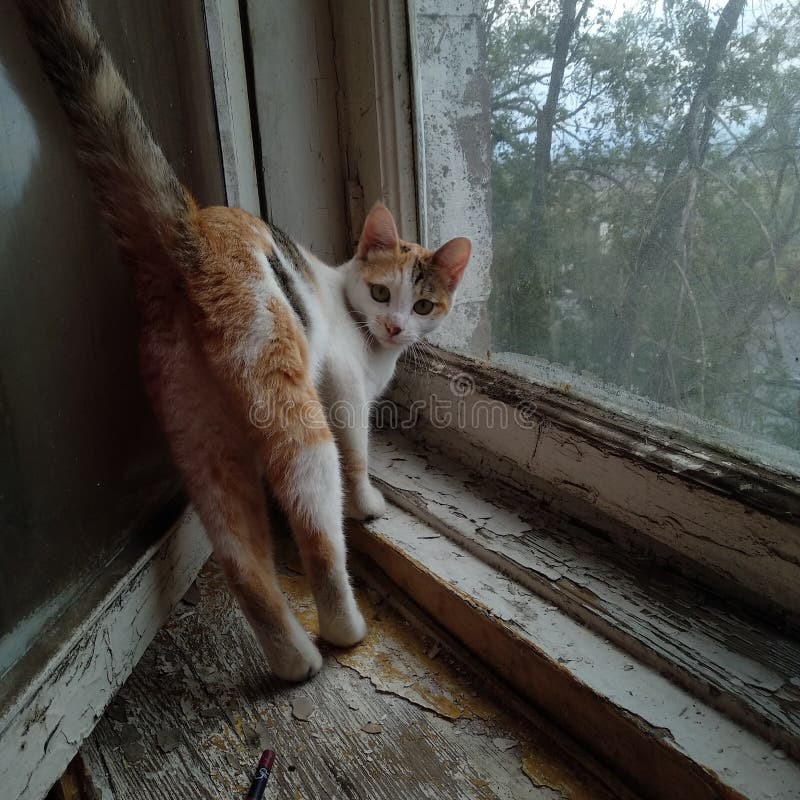 Orange and White Cat Behind a Window Stock Photo - Image of kitten ...