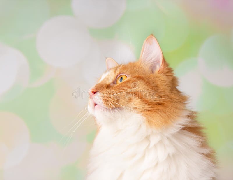 Orange and White Cat Close Up Face Looking Up To the Left Stock Image ...