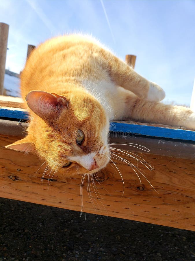 Orange and White Cat Laying Hanging Off a Dock Stock Photo - Image of ...