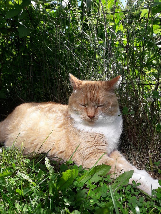 Orange and White Cat Relaxing and Hiding from the Sun Stock Image ...