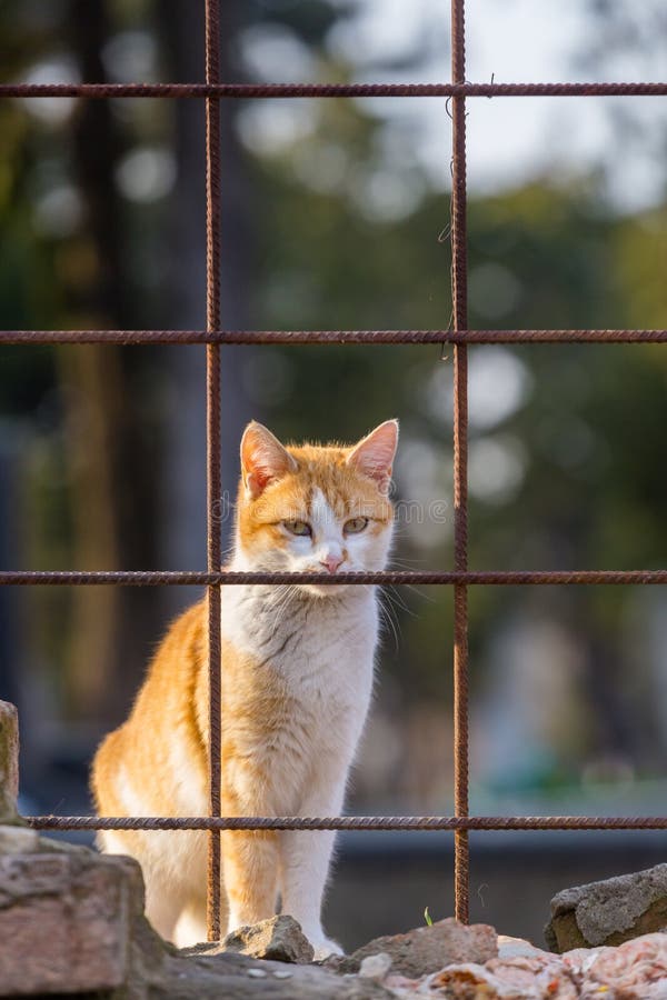 Orange and White Cat Standing on Wall Behind Reinforced Mesh Stock ...