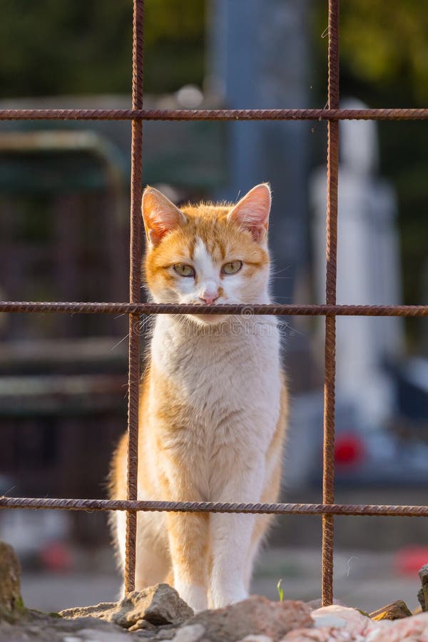 Orange and White Cat Standing on Wall Behind Reinforced Mesh Stock ...