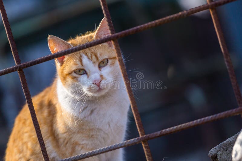 Orange and White Cat Standing on Wall Behind Reinforced Mesh Stock ...