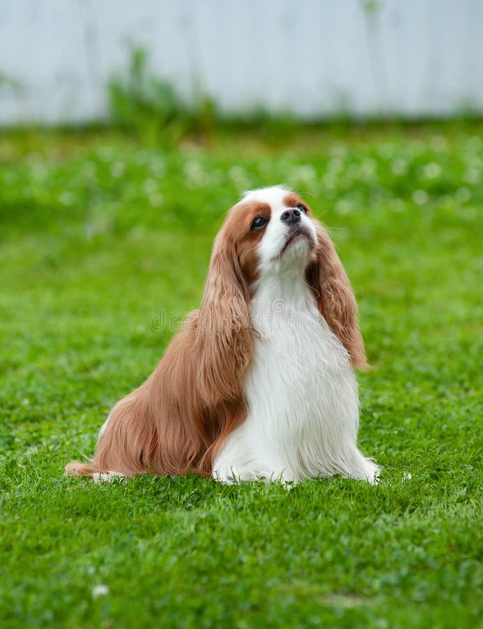 Orange and White Cavalier King Charles Spaniel Stock Image - Image of ...