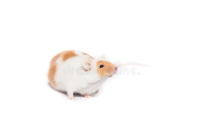 Orange and White Cute Adult Mouse at Studio Stock Photo - Image of hair ...