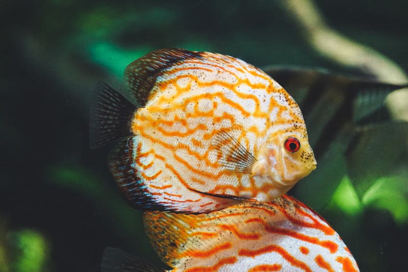 Orange and White Discus Fish - Side View Stock Photo - Image of ...