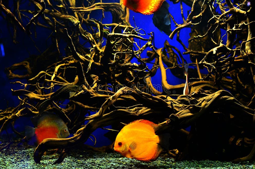 Orange with White Diskus Fish Swims Deep Near the Algae Stock Image ...